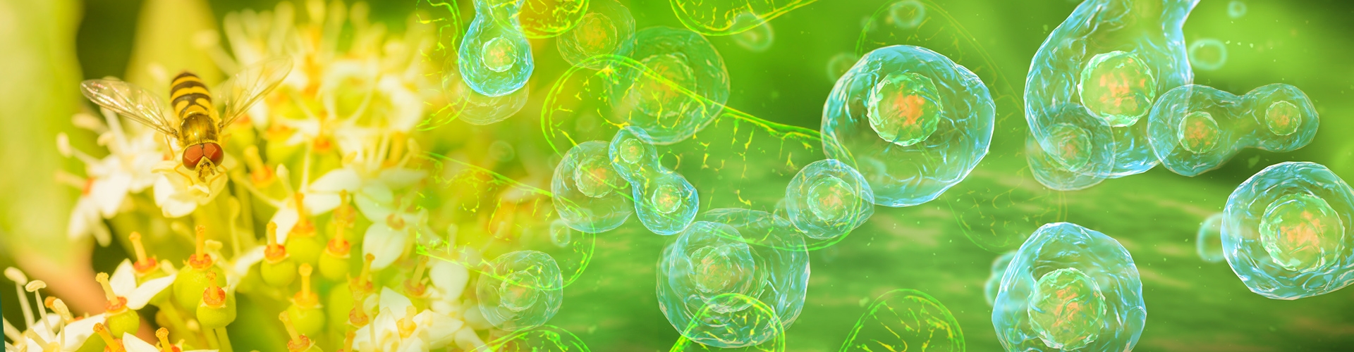 Biologie. Cours, exercices et méthodes - Dunod